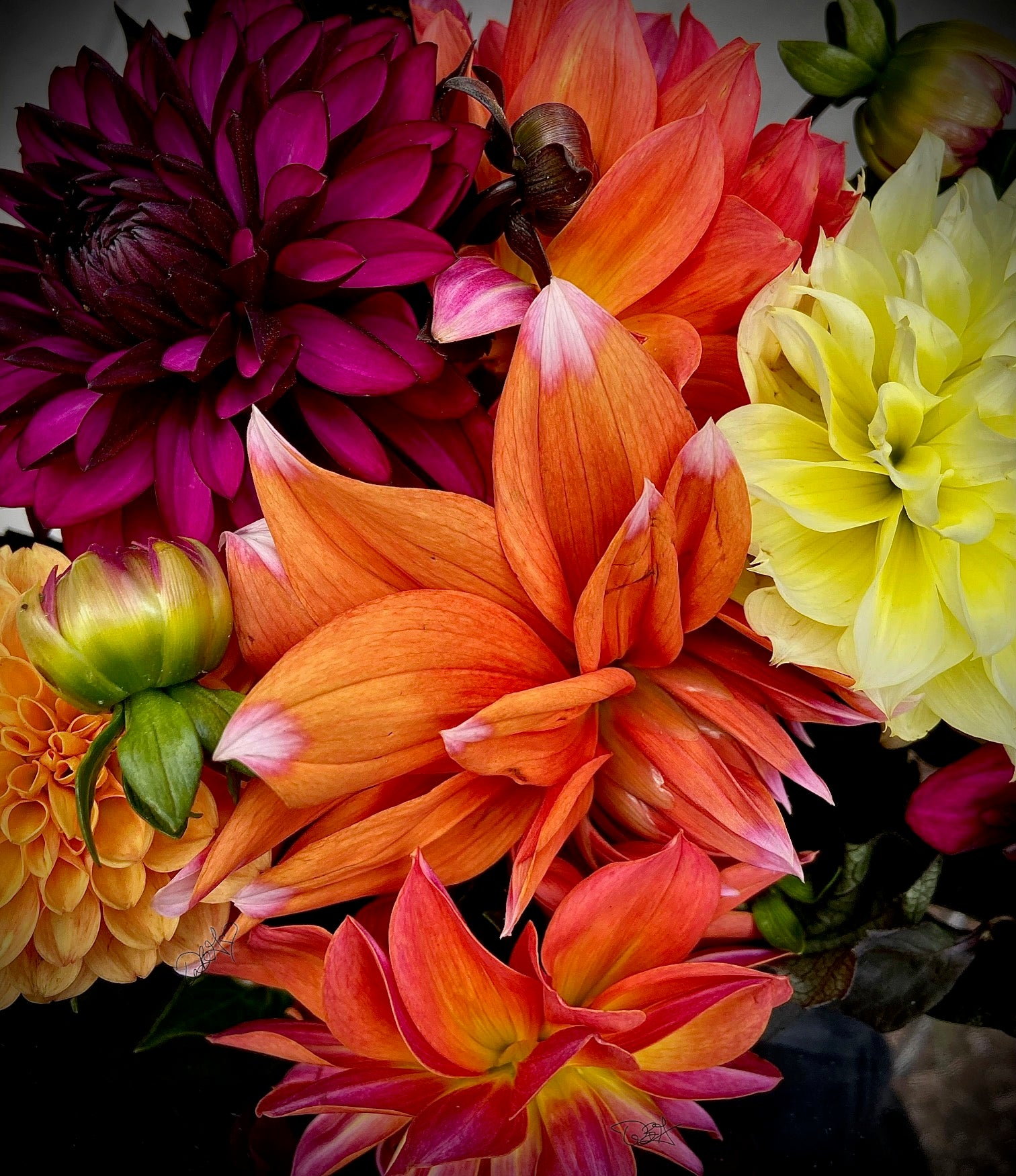 Floral Scarves & Greeting Cards | Inspired Floral Designs NYC